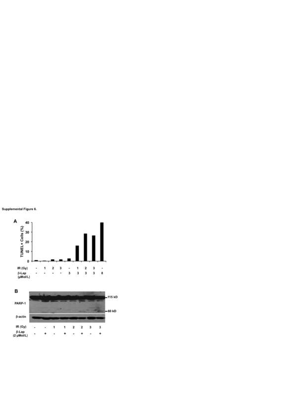(PDF) Supplementary Figure 6 from Prostate Cancer Radiosensitization ...