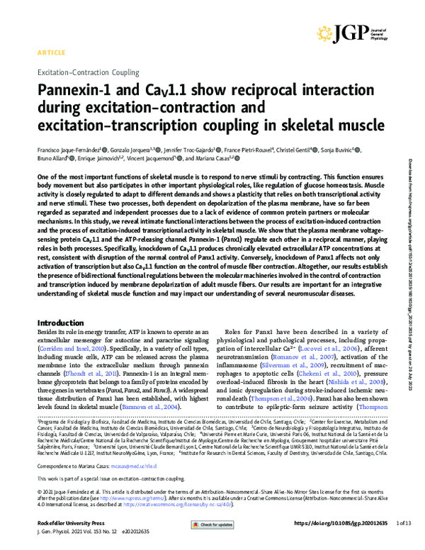 (PDF) Pannexin-1 and CaV1.1 show reciprocal interaction during ...