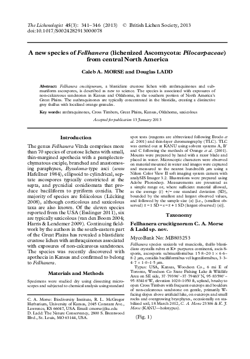 (PDF) A new species ofFellhanera(lichenized Ascomycota:Pilocarpaceae ...