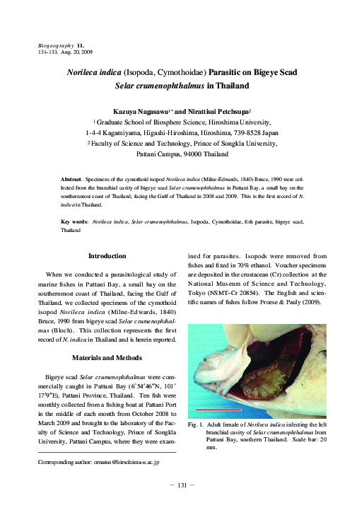 (PDF) Norileca indica (Isopoda, Cymothoidae) parasitic on bigeye scad ...