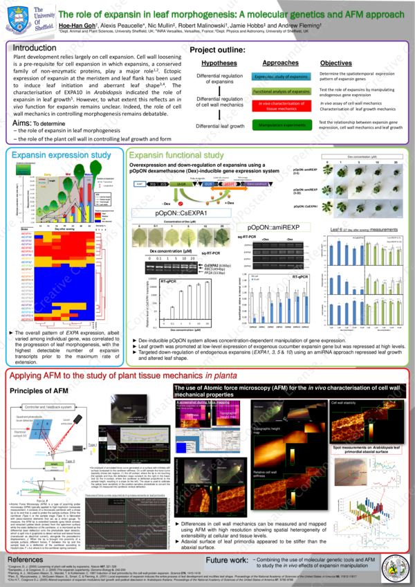 (PDF) The role of expansin in leaf morphogenesis: a molecular genetics ...