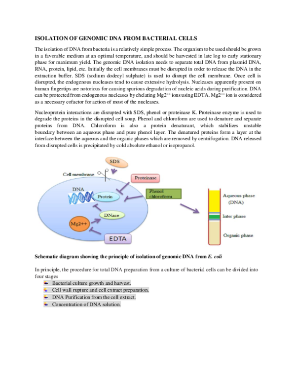 (PDF) ISOLATION OF GENOMIC DNA FROM BACTERIAL CELLS