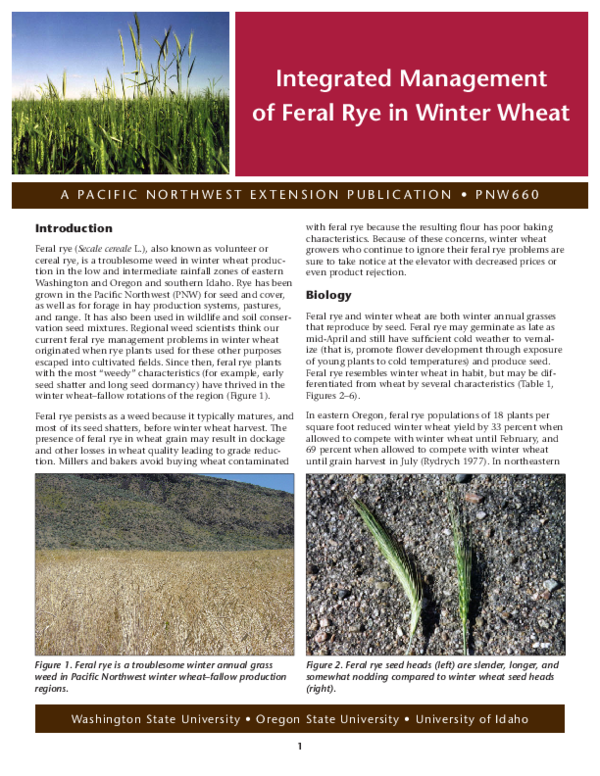 (PDF) Integrated management of feral rye in winter wheat