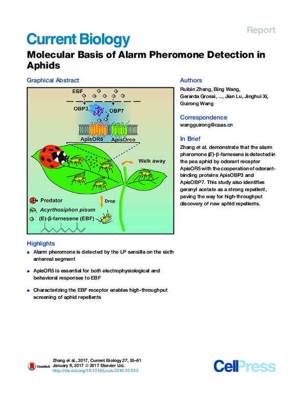 (PDF) Molecular Basis of Alarm Pheromone Detection in Aphids