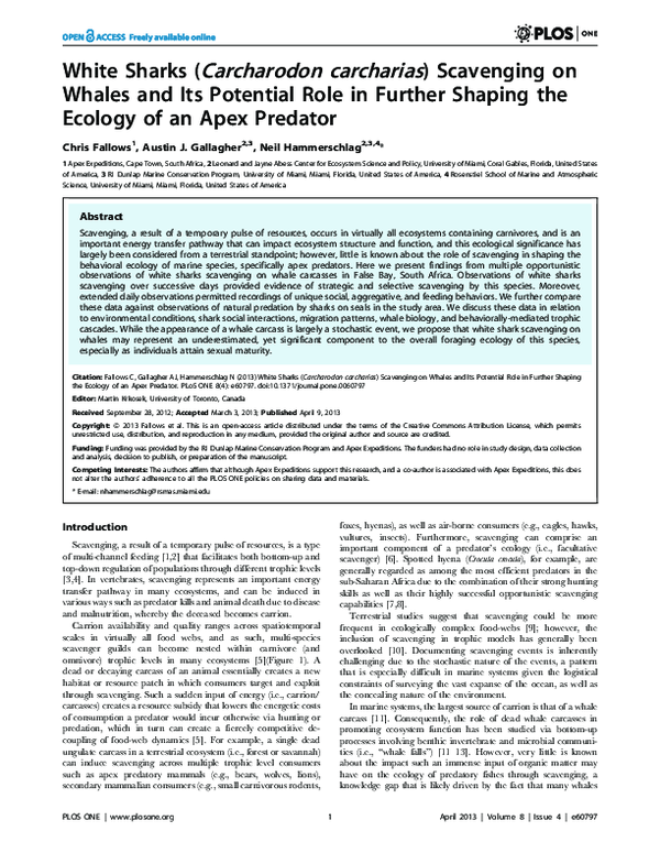 (PDF) White Sharks (Carcharodon carcharias) Scavenging on Whales and ...