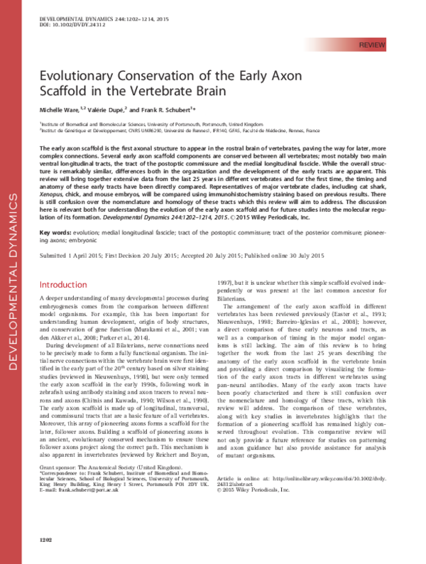 (PDF) Evolutionary Conservation of the Early Axon Scaffold in the ...