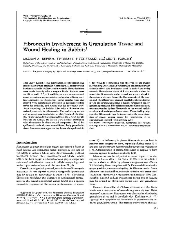(PDF) Fibronectin involvement in granulation tissue and wound healing ...