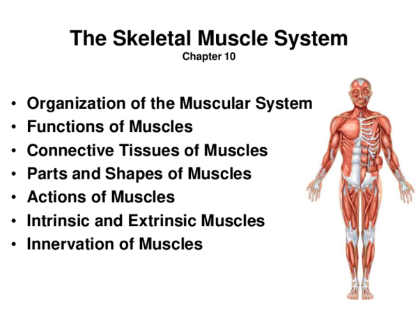 (PDF) Skeletal Muscle System