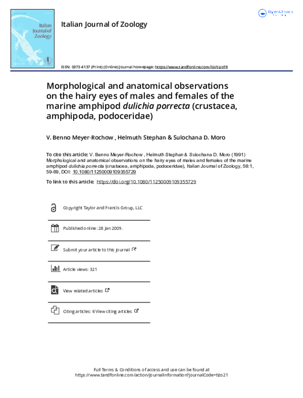 (PDF) Morphological and anatomical observations on the hairy eyes of ...