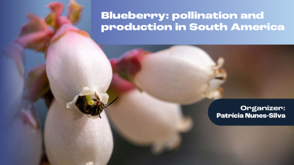(PDF) Blueberry: pollination and production in South America