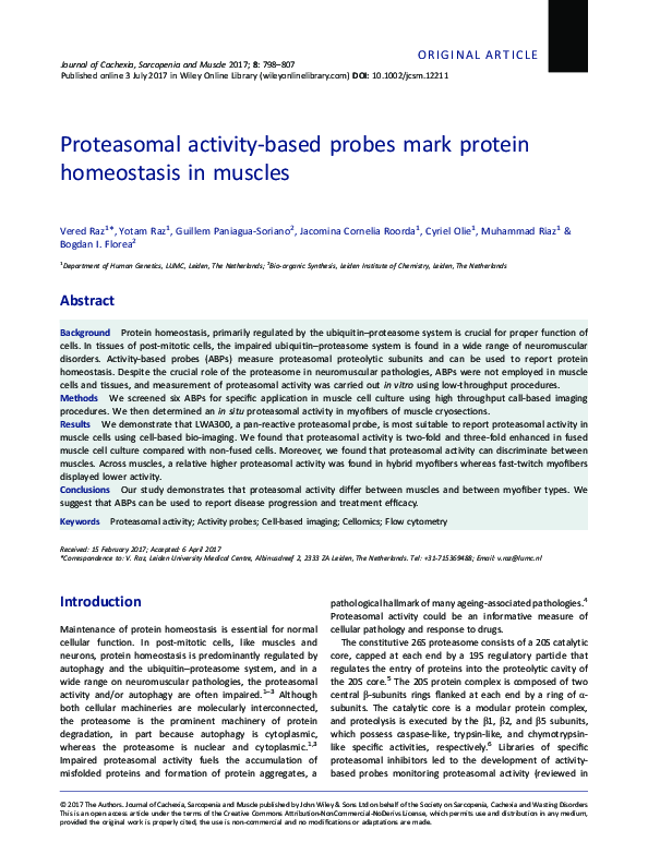 (PDF) Proteasomal activity‐based probes mark protein homeostasis in muscles