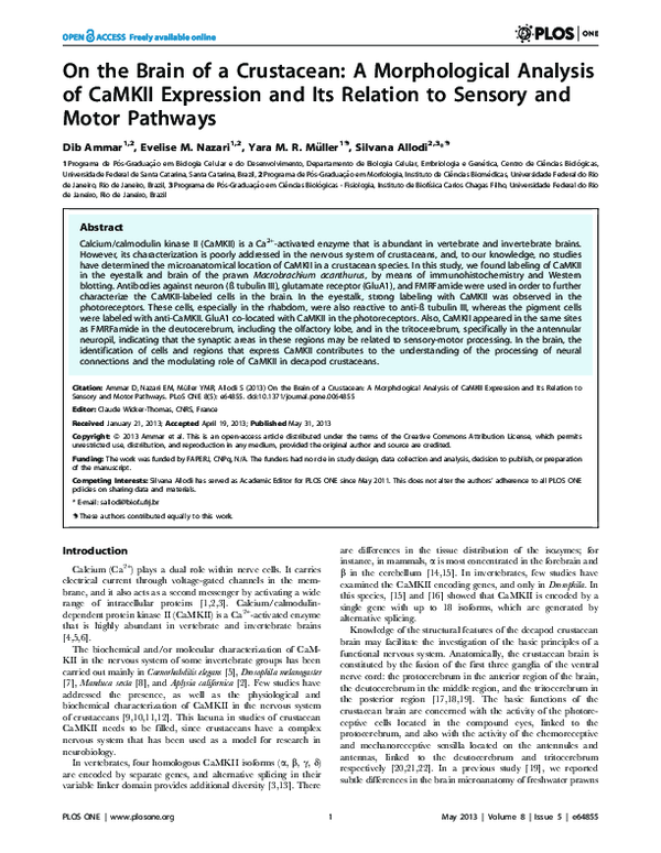 (PDF) On the Brain of a Crustacean: A Morphological Analysis of CaMKII ...