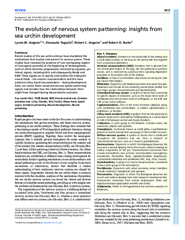(PDF) The evolution of nervous system patterning: insights from sea ...