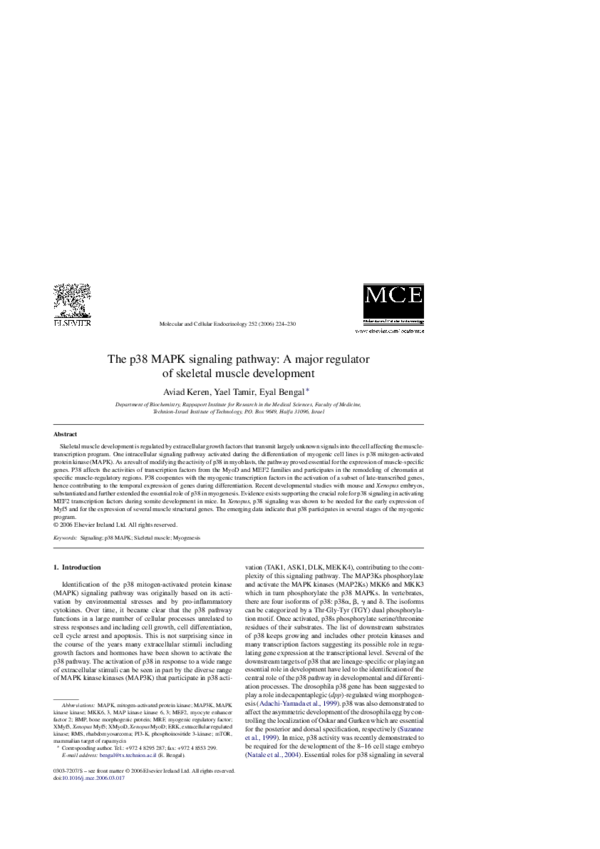 (PDF) The p38 MAPK signaling pathway: A major regulator of skeletal muscle development