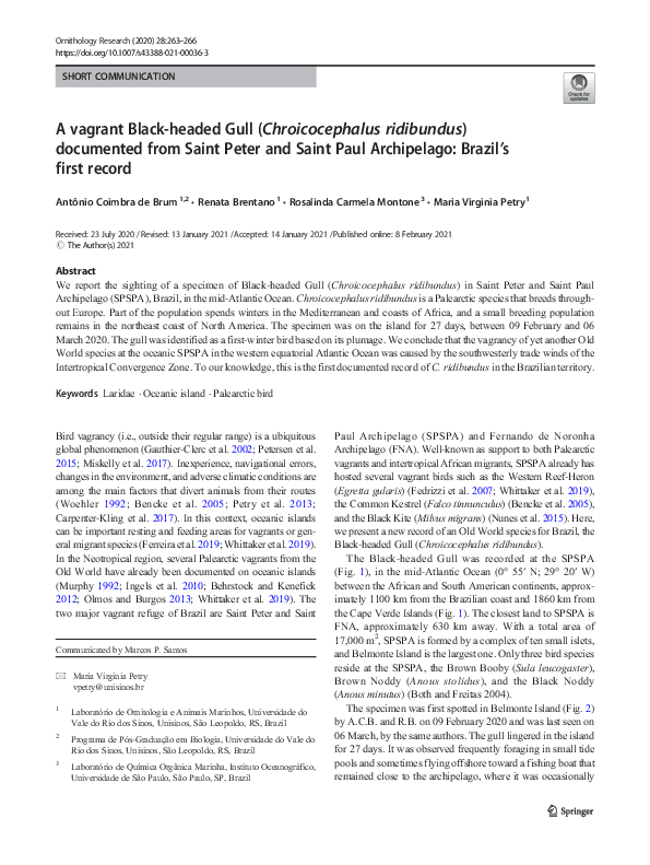 (PDF) A vagrant Black-headed Gull (Chroicocephalus ridibundus ...