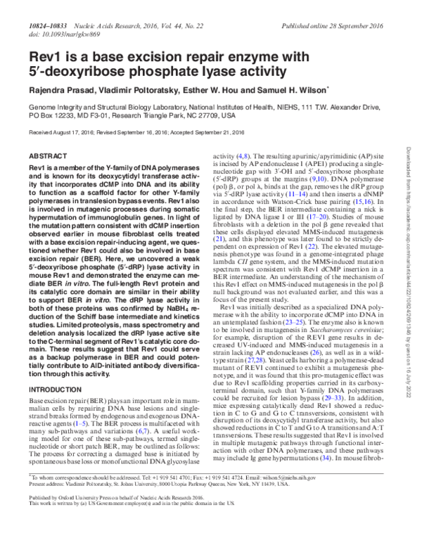 (PDF) Rev1 is a base excision repair enzyme with 5′-deoxyribose ...