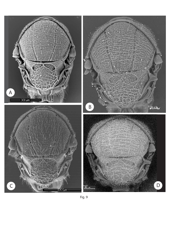 (PDF) Figure 9 In Taxonomy Of Inquilines Of Oak Gall Wasps Of Panama ...