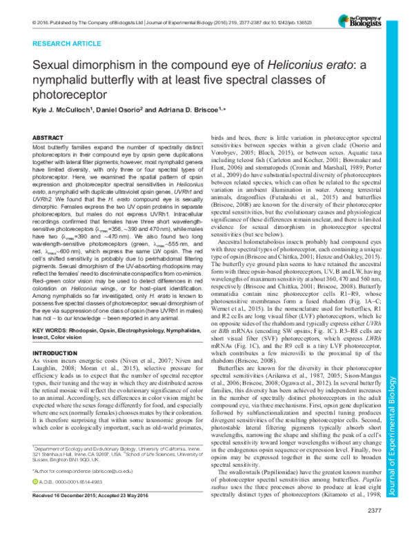(PDF) Sexual dimorphism in the compound eye of Heliconius erato: a ...