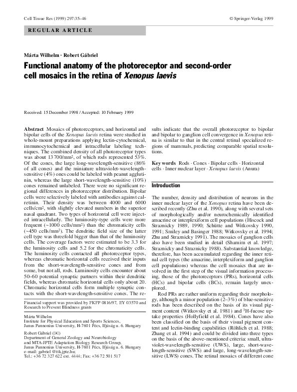 (PDF) Structure and function of photoreceptor and second-order cell ...