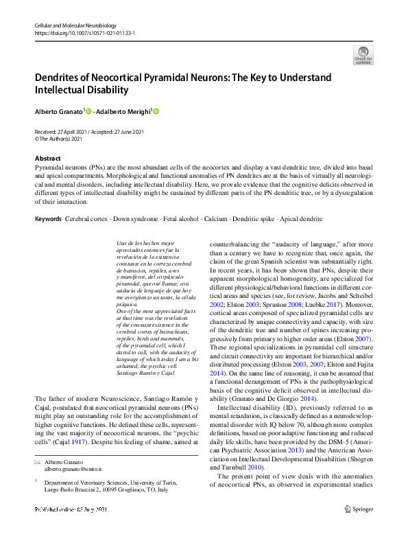 (PDF) Dendrites of Neocortical Pyramidal Neurons: The Key to Understand ...
