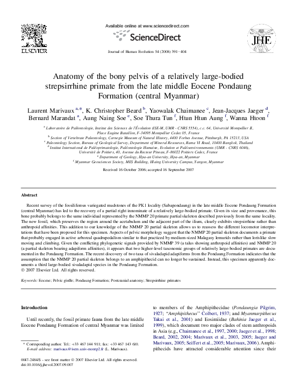 (PDF) Anatomy of the bony pelvis of a relatively large-bodied ...