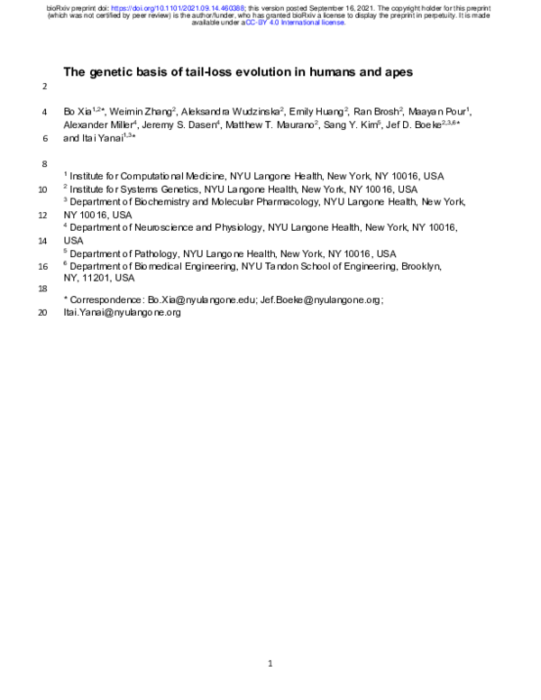 (PDF) The genetic basis of tail-loss evolution in humans and apes