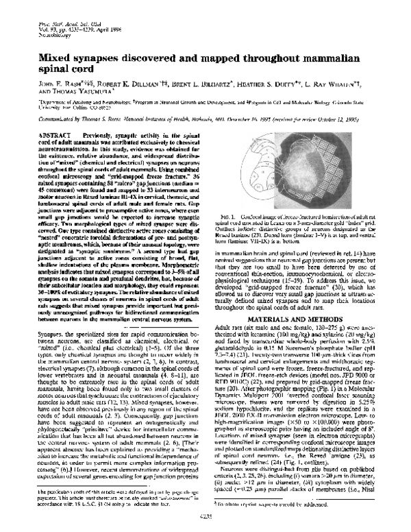(PDF) Mixed synapses discovered and mapped throughout mammalian spinal cord