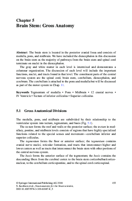 (PDF) Brain Stem: Gross Anatomy