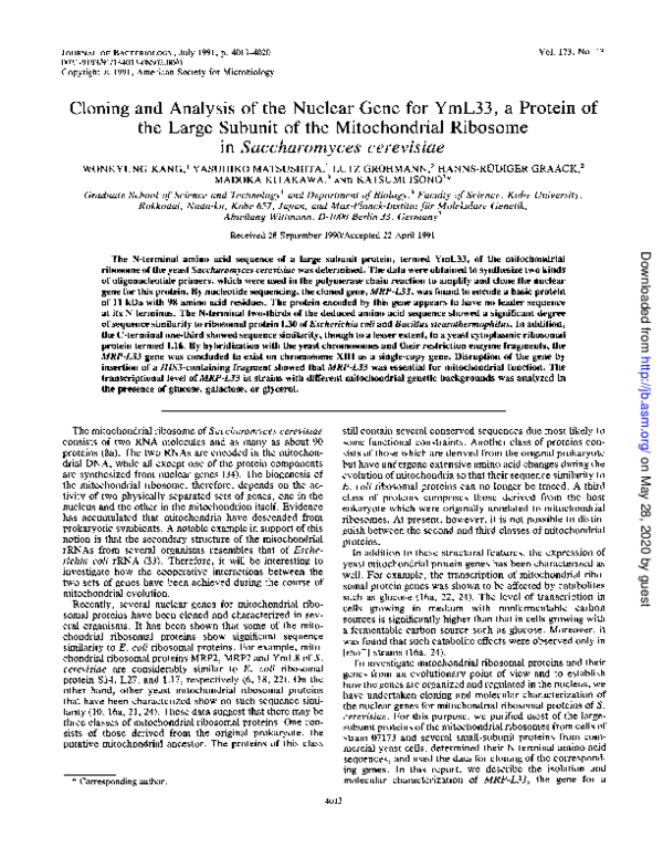 (PDF) Cloning and analysis of the nuclear gene for YmL33, a protein of the large subunit of the ...