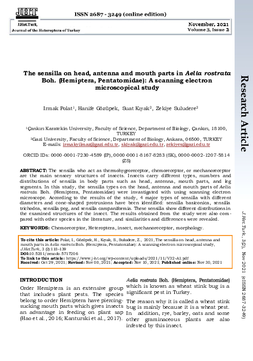 (PDF) The sensilla on head, antenna and mouth parts in Aelia rostrata ...