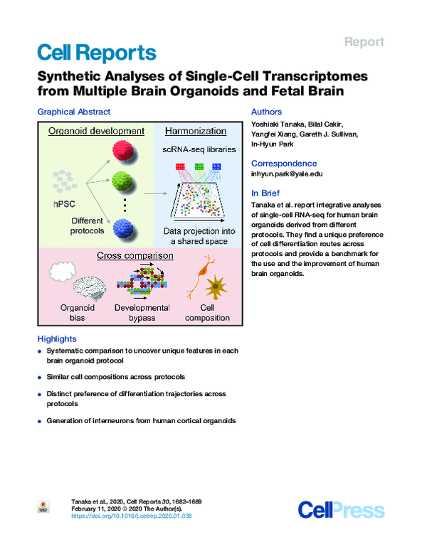 (PDF) Synthetic Analyses of Single-Cell Transcriptomes from Multiple Brain Organoids and Fetal ...