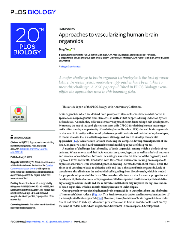 (PDF) Approaches to vascularizing human brain organoids
