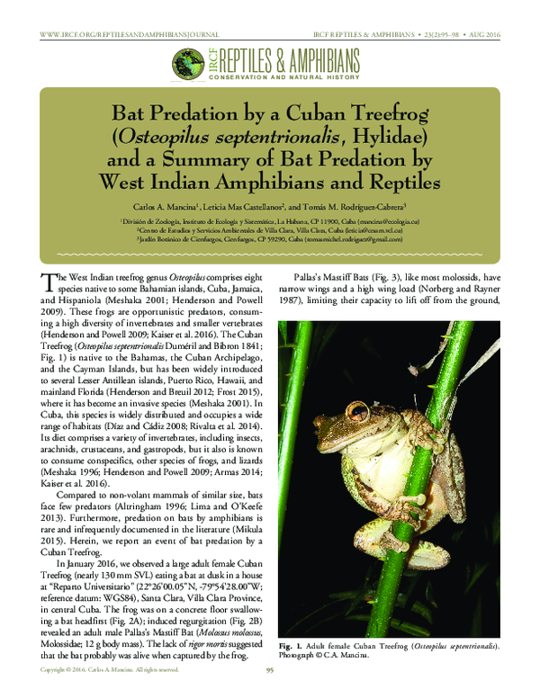 (PDF) Bat predation by a Cuban Treefrog (Osteopilus septentrionalis ...