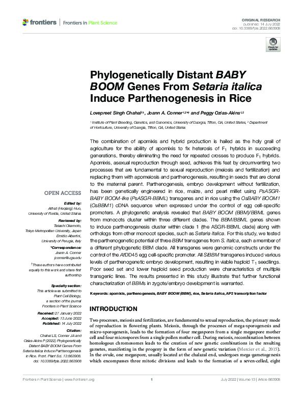 (PDF) Phylogenetically Distant BABY BOOM Genes From Setaria italica ...