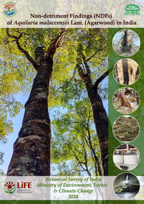 (PDF) Non-detriment Findings (NDFs) of A malaccensis (Agarwood) in India