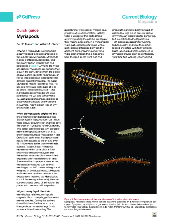 (PDF) Myriapods