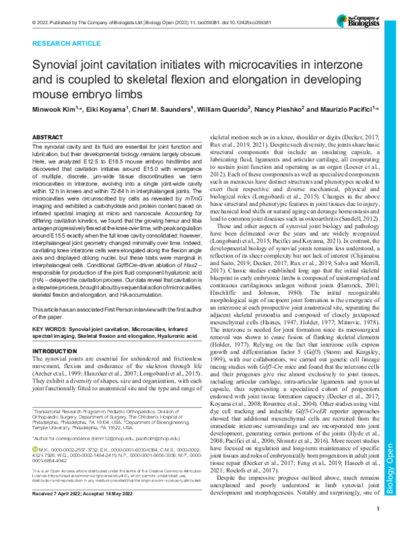 (PDF) Synovial joint cavitation initiates with microcavities in ...