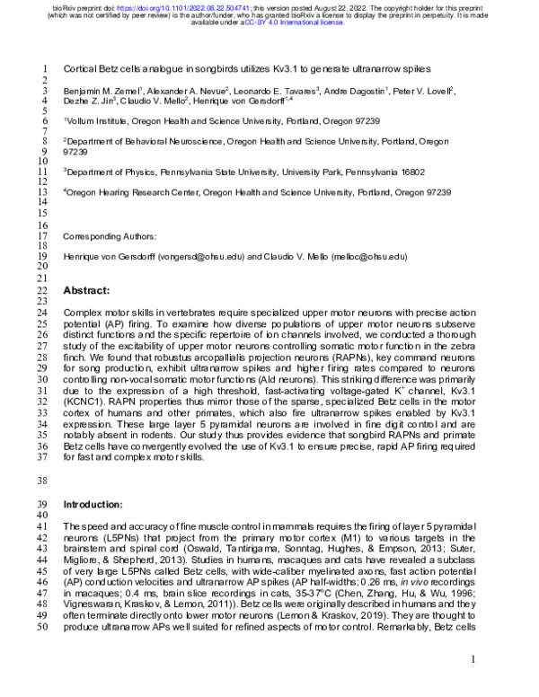 (PDF) Cortical Betz cells analogue in songbirds utilizes Kv3.1 to ...