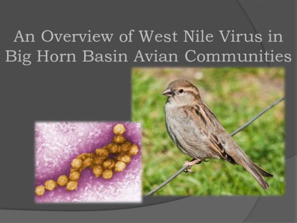 (PDF) West Nile Virus Infection Rates in Big Horn Basin Birds
