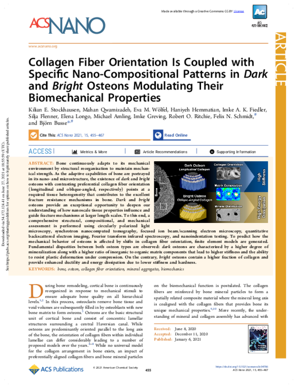 (PDF) Collagen Fiber Orientation Is Coupled with Specific Nano ...
