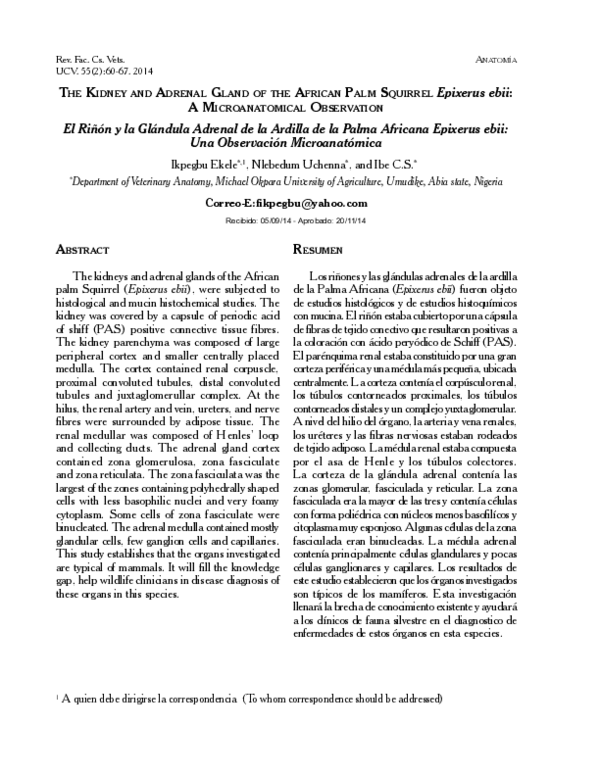 (PDF) THE KIDNEY AND ADRENAL GLAND OF THE AFRICAN PALM SQUIRREL ...