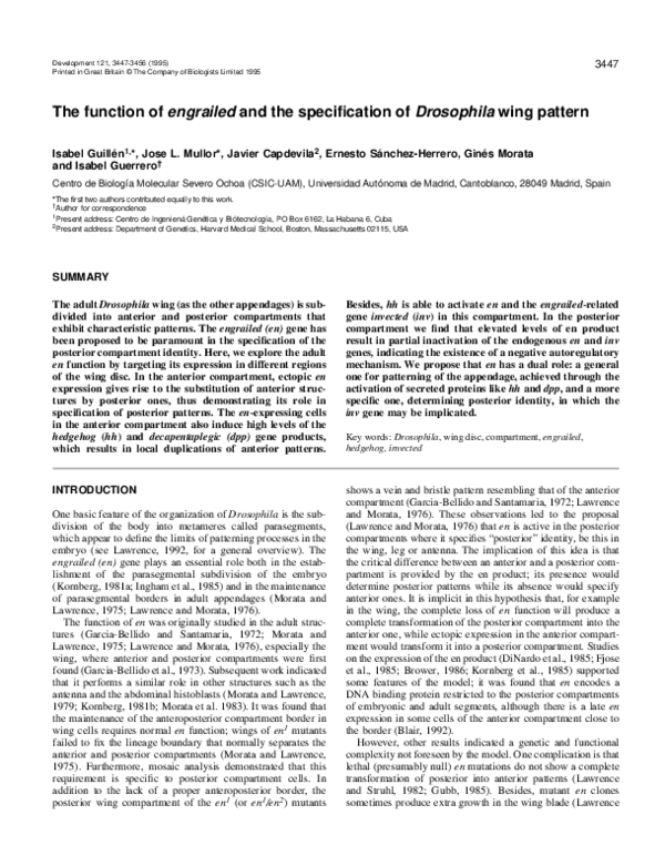 (PDF) Engrailed Gene's Role in Drosophila Wing Pattern Specification