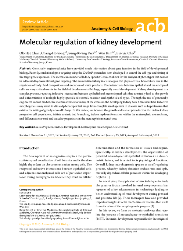(PDF) Molecular Regulation of Kidney Development
