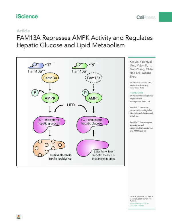 (PDF) FAM13A Represses AMPK Activity and Regulates Hepatic Glucose and ...