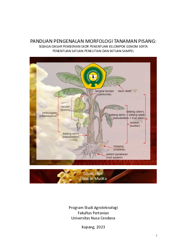 (PDF) Panduan Pengenalan Morfologi Tanaman Pisang: Sebagai Dasar ...