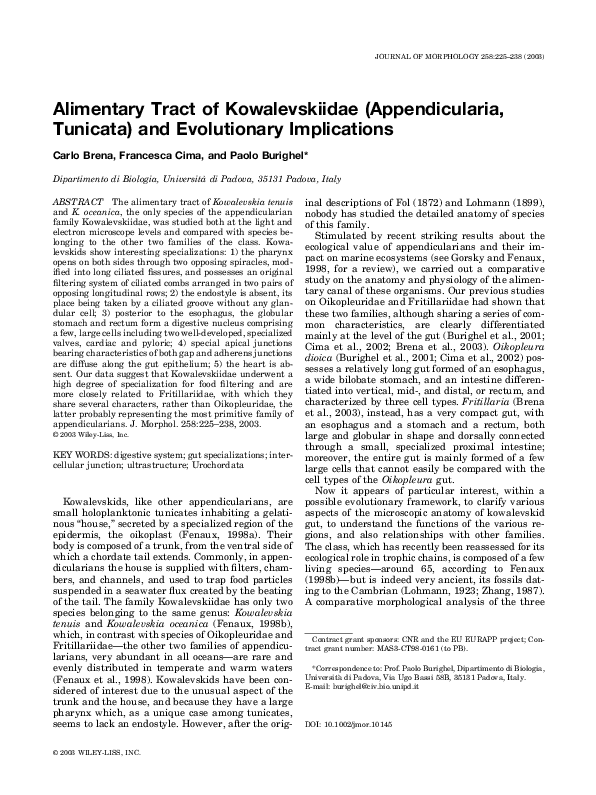 (PDF) Alimentary tract of kowalevskiidae (appendicularia, tunicata) and ...