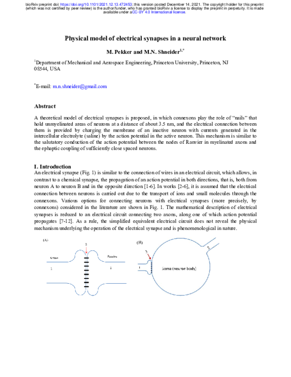 (PDF) Physical model of electrical synapses in a neural network | Mikhail Shneider - Academia.edu