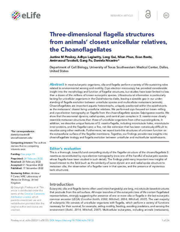 (PDF) Three-dimensional flagella structures from animals’ closest ...