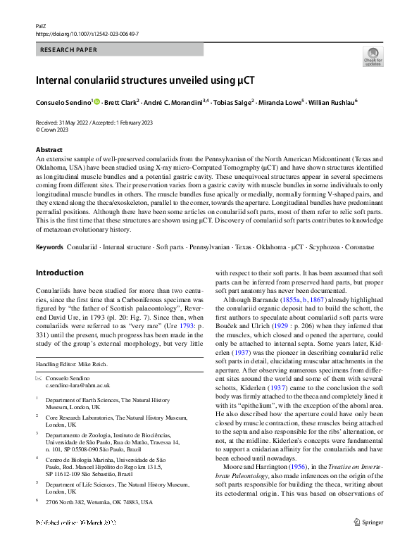 Internal conulariid structures unveiled using µCT