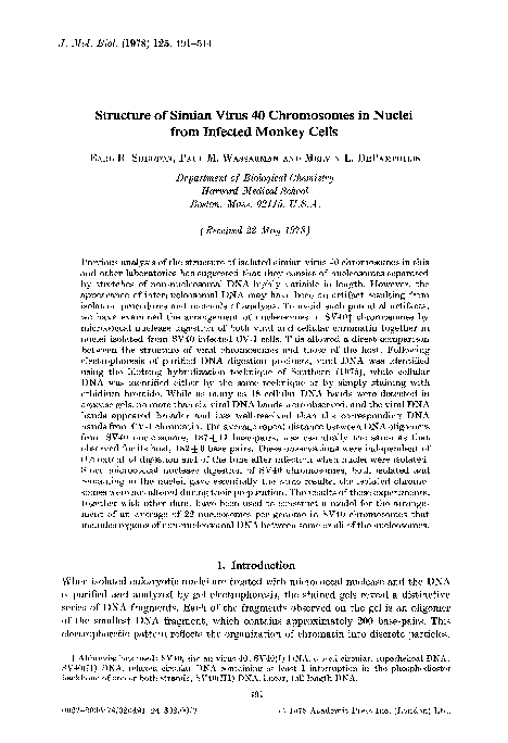 (PDF) Structure of simian virus 40 chromosomes in nuclei from infected ...